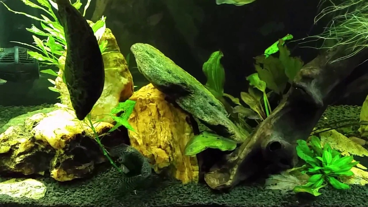 Syno. Eupterus (African Featherfin Squeaker Catfish) - YouTube
