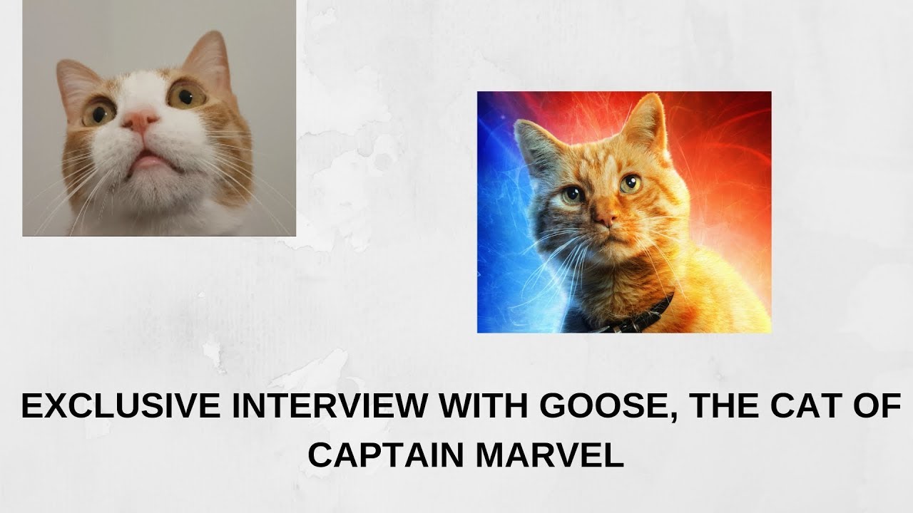 EXCLUSIVE INTERVIEW WITH GOOSE, THE CAT OF CAPTAIN MARVEL. - YouTube