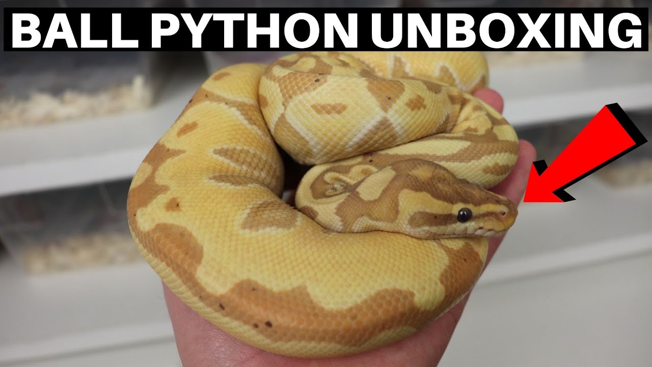 Ball Python Unboxing From Loxahatchee Herp Hatchery - Benjamin's ...