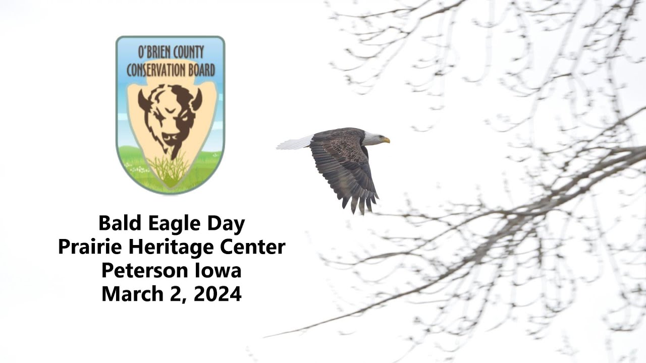 Bald Eagle Day at the Prairie Heritage Center in Peterson, IA. - YouTube