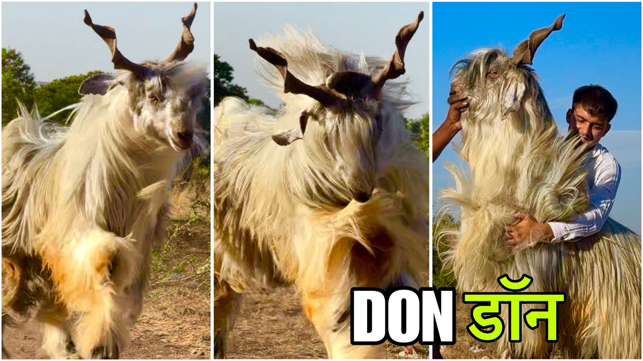 Don - Furry Kashmiri Goat at ASB Goat Farm Pune, Palai Open - YouTube