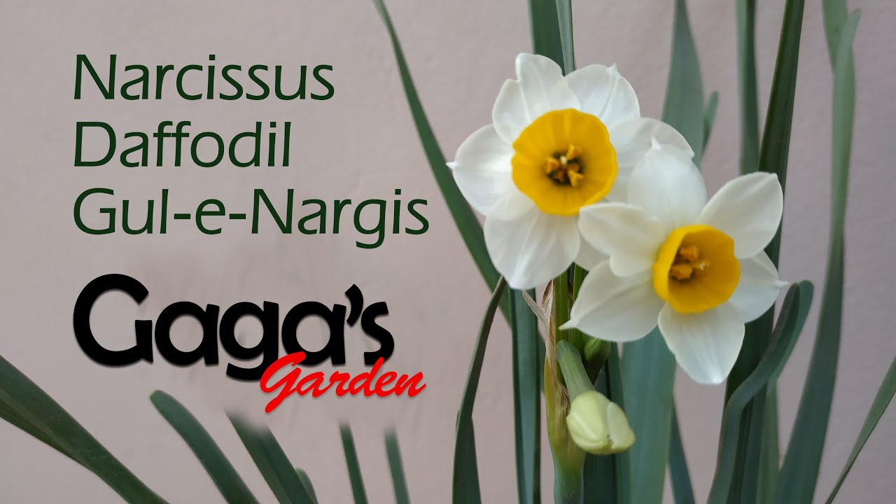 Daffodil Complete Blooming Season | Gul-e-Nargis | Narcissus Jonquil ...