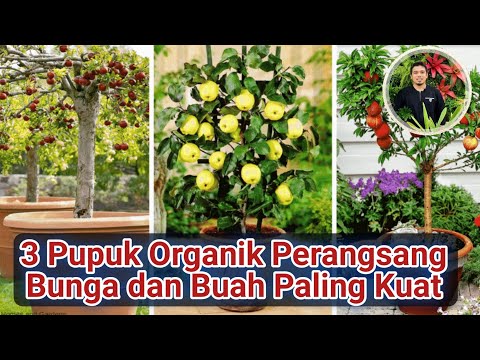 3 Jenis Pupuk Perangsang Buah Paling Kuat, Perangsang buah untuk tanaman, Agar tanaman Berbuah..!!