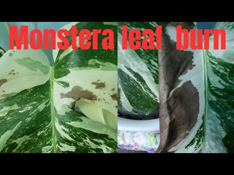 Why my monstera albo leaves are burning (turning brown)? - YouTube