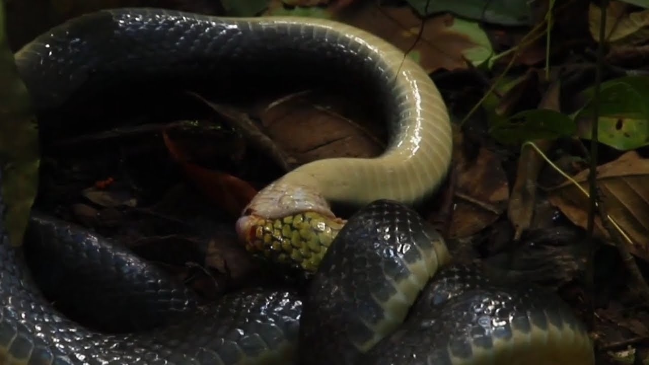 Most Notorious Snake Eater's 'CANNIBALISM' IN SNAKE'S! TOP 3 ...