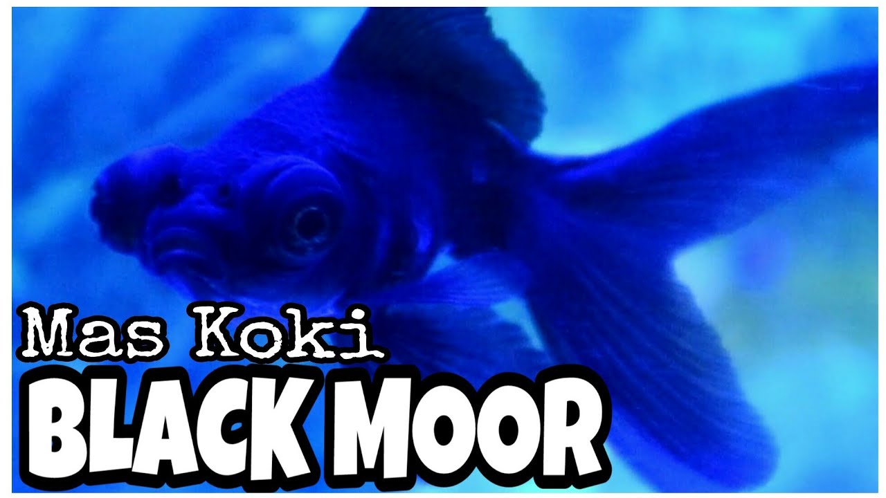 IKAN MAS KOKI BLACK MOOR - Si hitam yang Cantik - YouTube