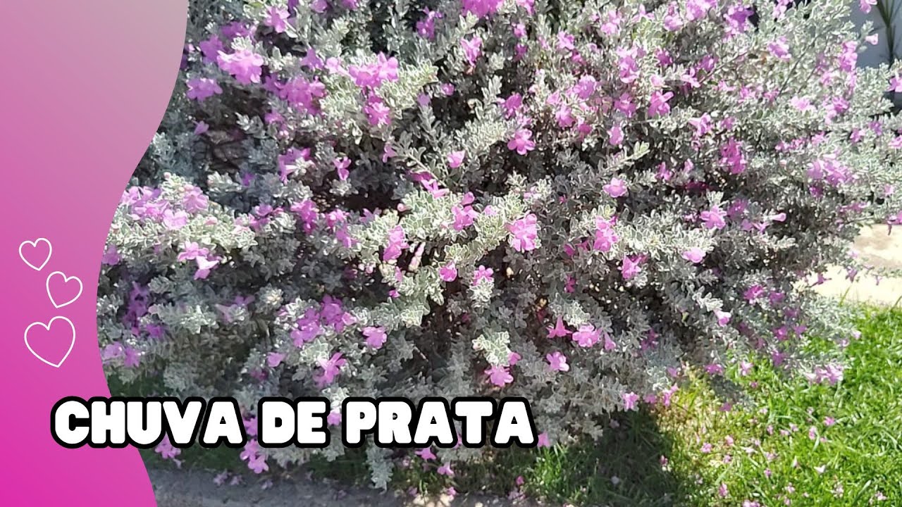 Planta CHUVA DE PRATA (Leucofilo) / Dicas de cultivo - YouTube