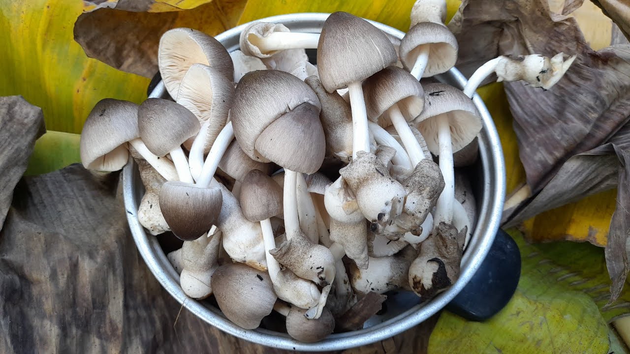 PAANO MAGPATUBO NG KABUTENG SAGING / HOW TO GROW VOLVARIELLA MUSHROOM ...