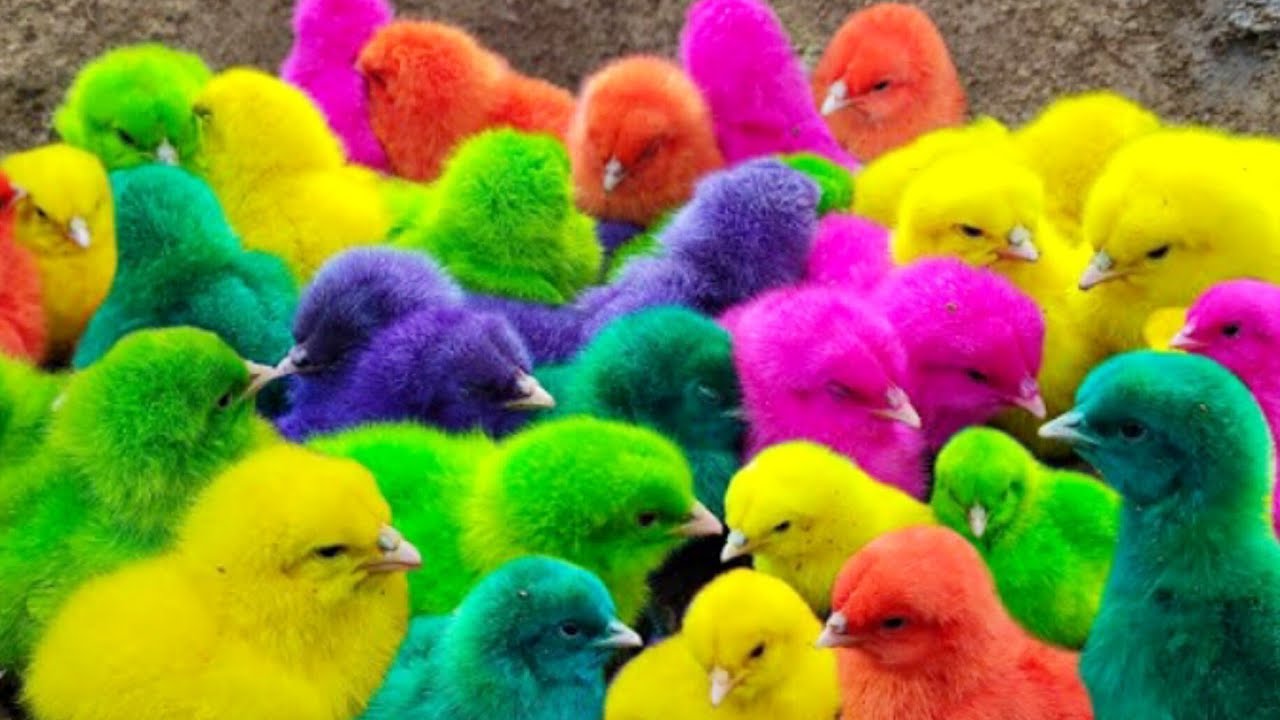World cute chickens,colourful chicks,rainbow chicks,ducks,rabbits,Cute ...