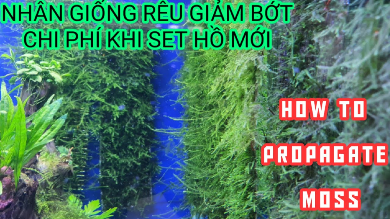 Hướng dẫn nhân giống rêu thủy sinh | Rêu mini taiwan, rêu java, | Guide ...