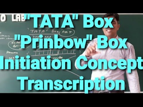 TATA Box, pribnow box, Molecular Biology - YouTube