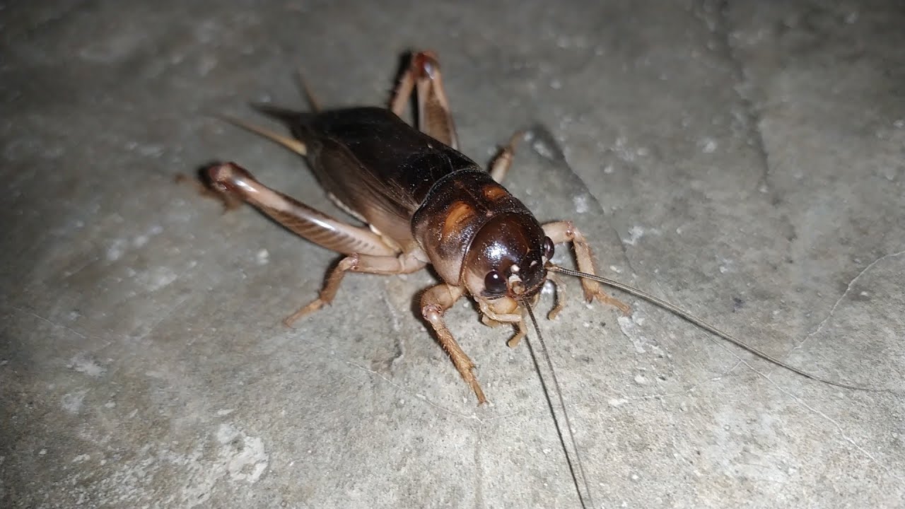 House cricket at night.. - YouTube