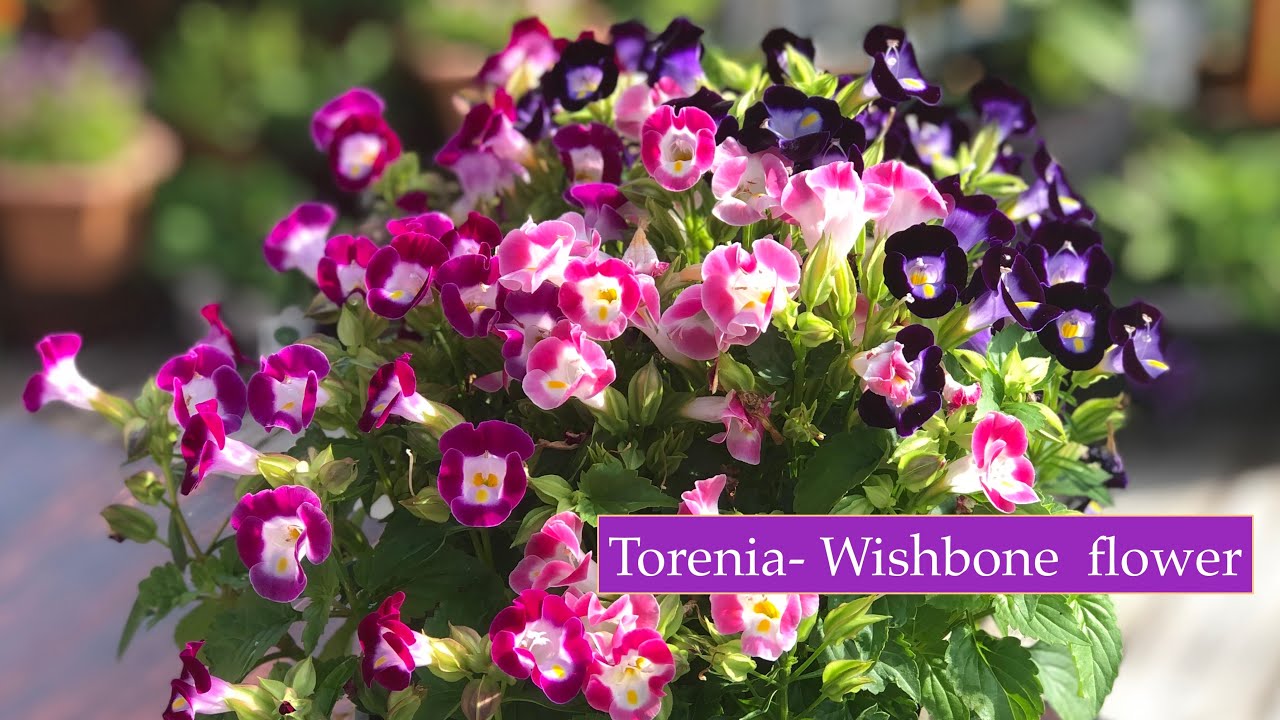 How to grow & care Torenia- Wishbone flower ...multi coloured Torenias ...