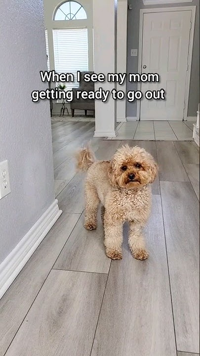 When I see my mom getting ready to go out 😆 #poodlepuppies #dogswithattitude #dogshorts # ...