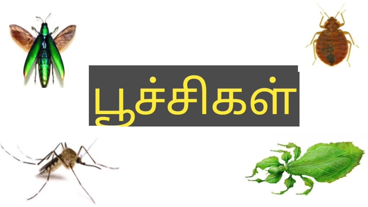 பூச்சிகளின் பெயர்கள்|Learn Tamil Insects name for kids - YouTube