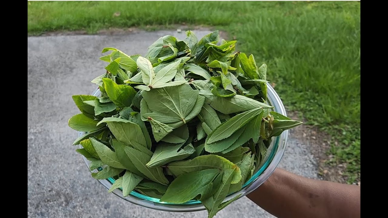 How I Prepare My Sorrel Leaves - YouTube