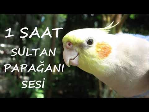 1 SAAT Sultan Papağanı Sesi Ötüşü ( Kuşunuzu Öttürür )