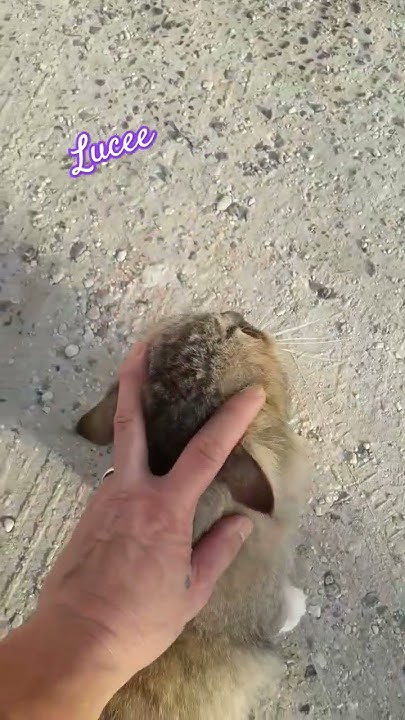 Cutie Lucee - YouTube