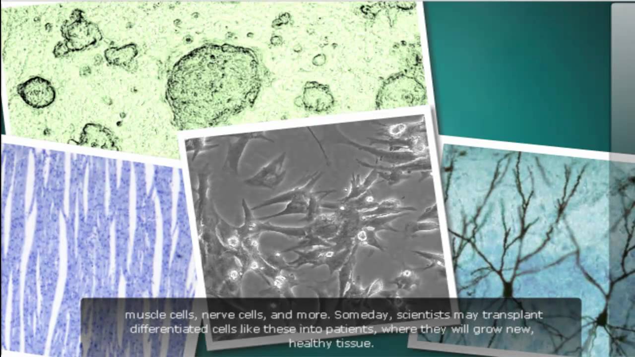 Unlocking Stem Cell Potential - YouTube