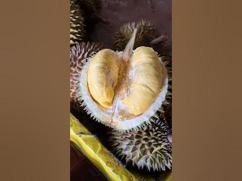 Durian kanyoi termahal didunia #duriankanyoi #durian - YouTube