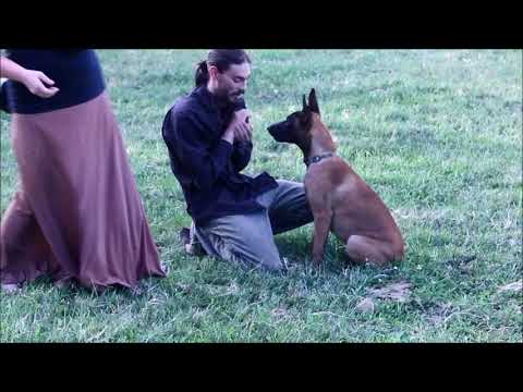 Cairo Belgian Malinois Puppy - YouTube