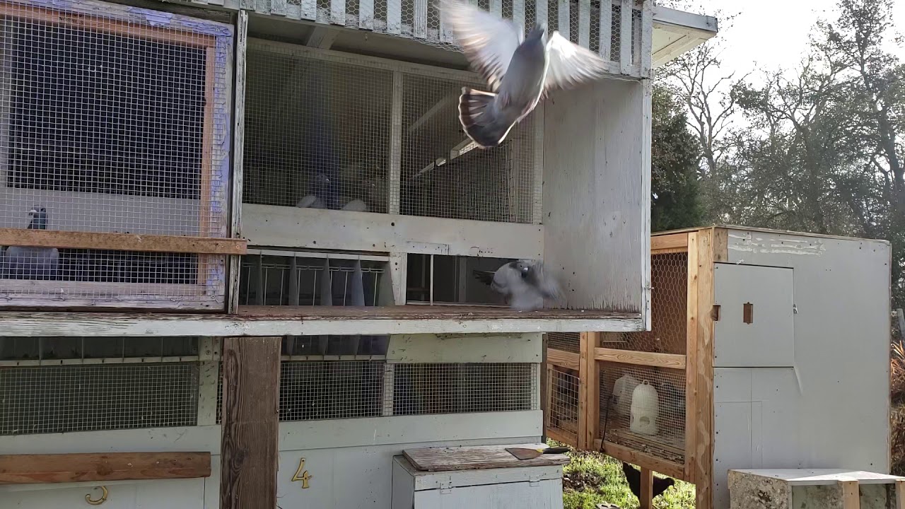 Racing Homing pigeons flying on saturdAy - YouTube