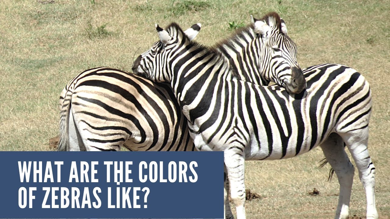 Why are the colors of zebras like that? The real reason will shock you ...