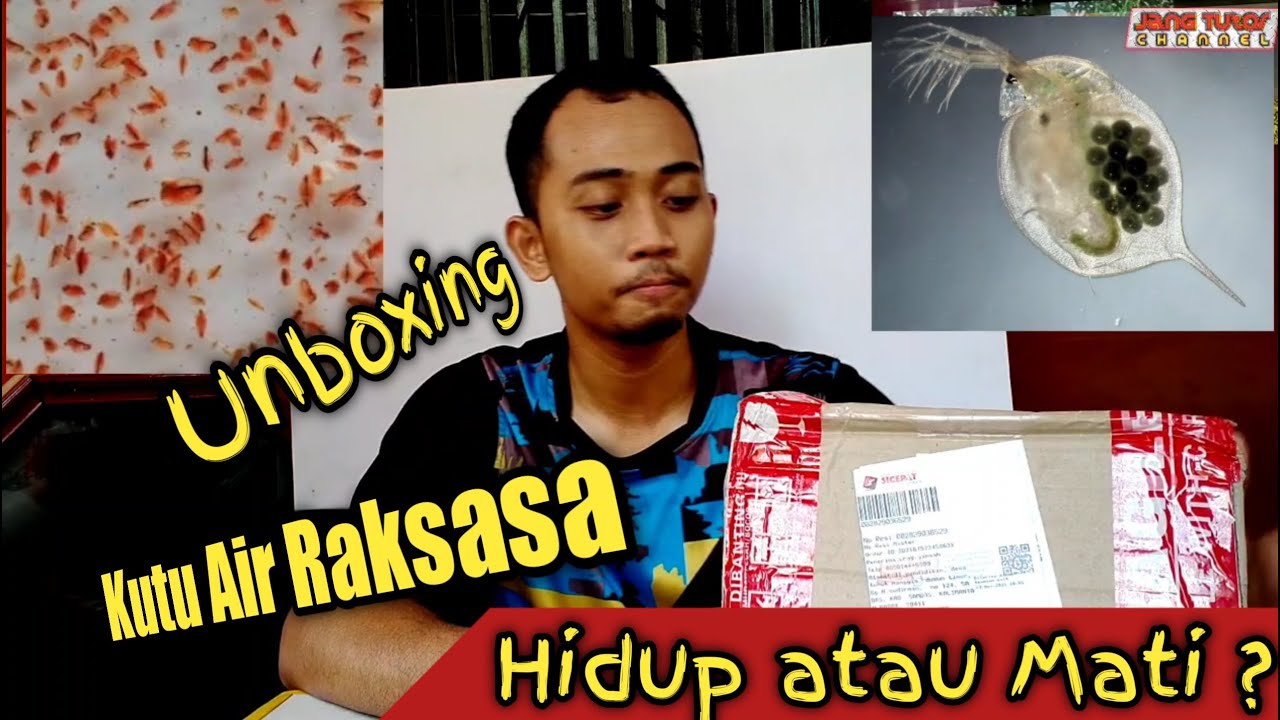 unboxing kutu air raksasa daphnia magna pakan ikan terbaik pakan ikan ...