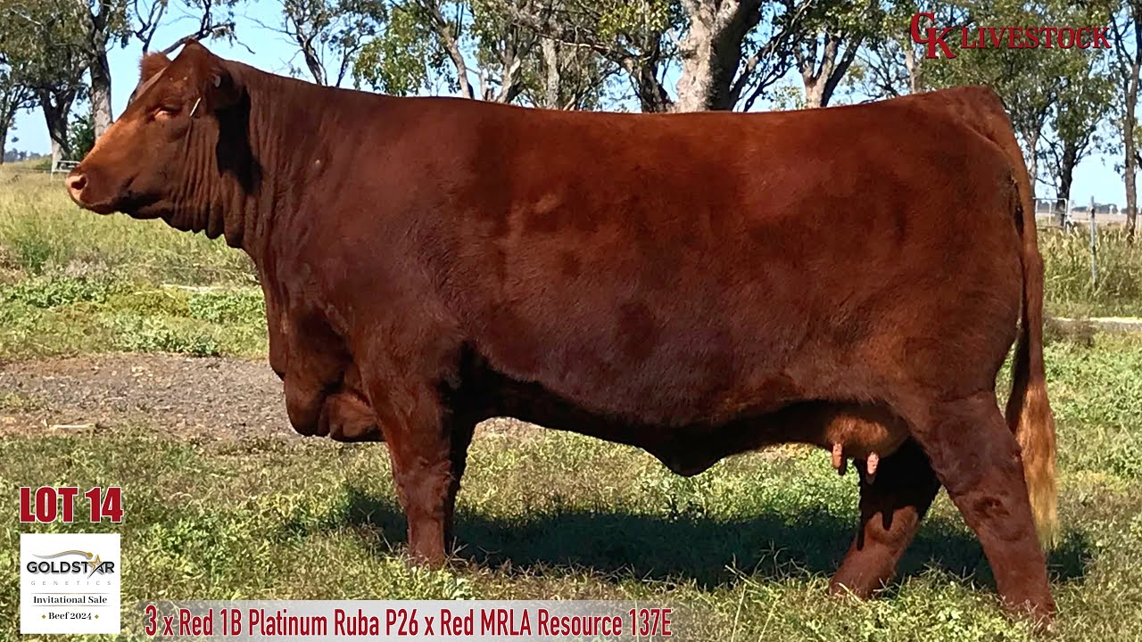 Lot 14 - 3 x Red 1B Platinum Ruba P26 x Red MRLA Resource 137E - YouTube