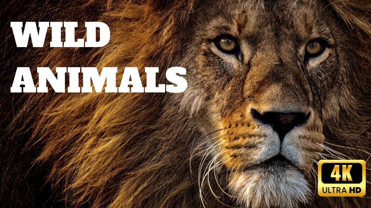 Stunning Wildlife in 4K - Scenic Relaxation Film - YouTube