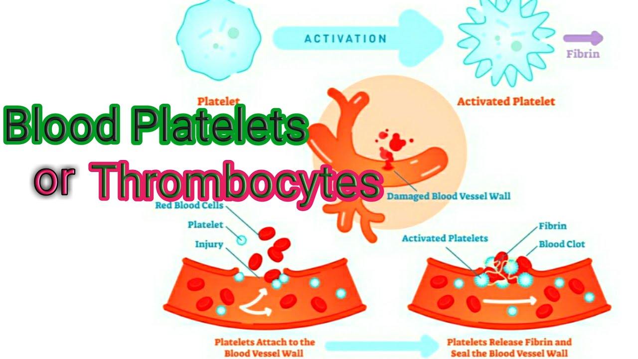 Blood Platelets or Thrombocytes, Body Fluids and Circulation - YouTube