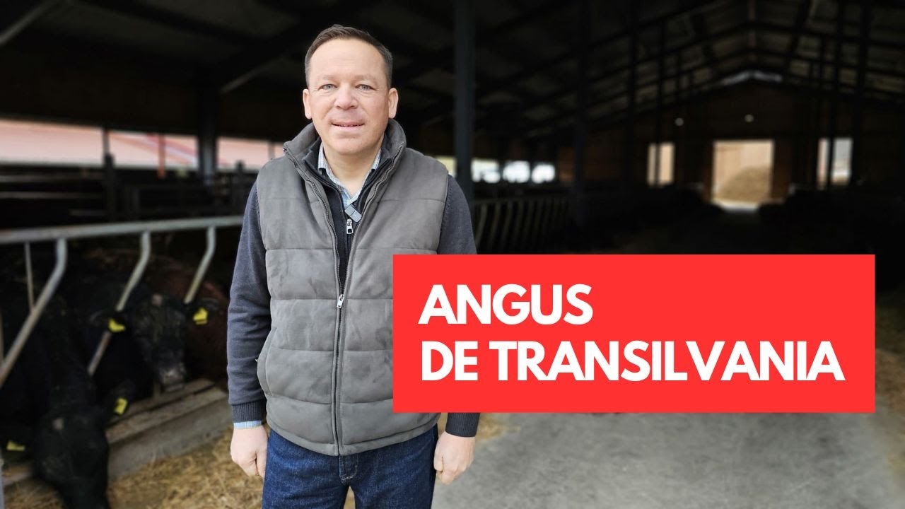 Angus de Transilvania. Ferma lui Peter Tamas Nagy de la Măgherani - YouTube