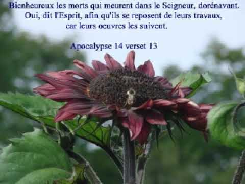 La Bible la maison et la vendange-nouveau testament apocalypse 14 - YouTube