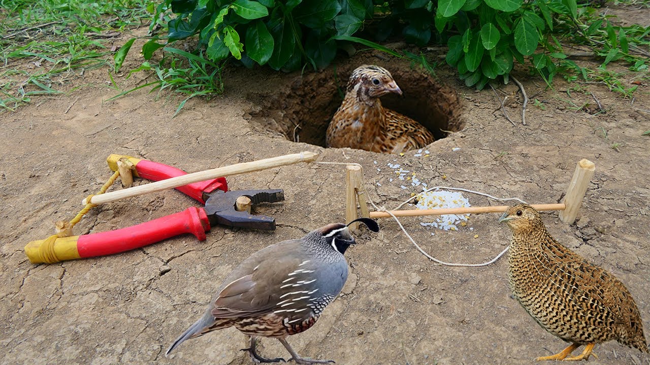 Trapping Bird Skills : Unbelievable easy quail bird trap make from ...