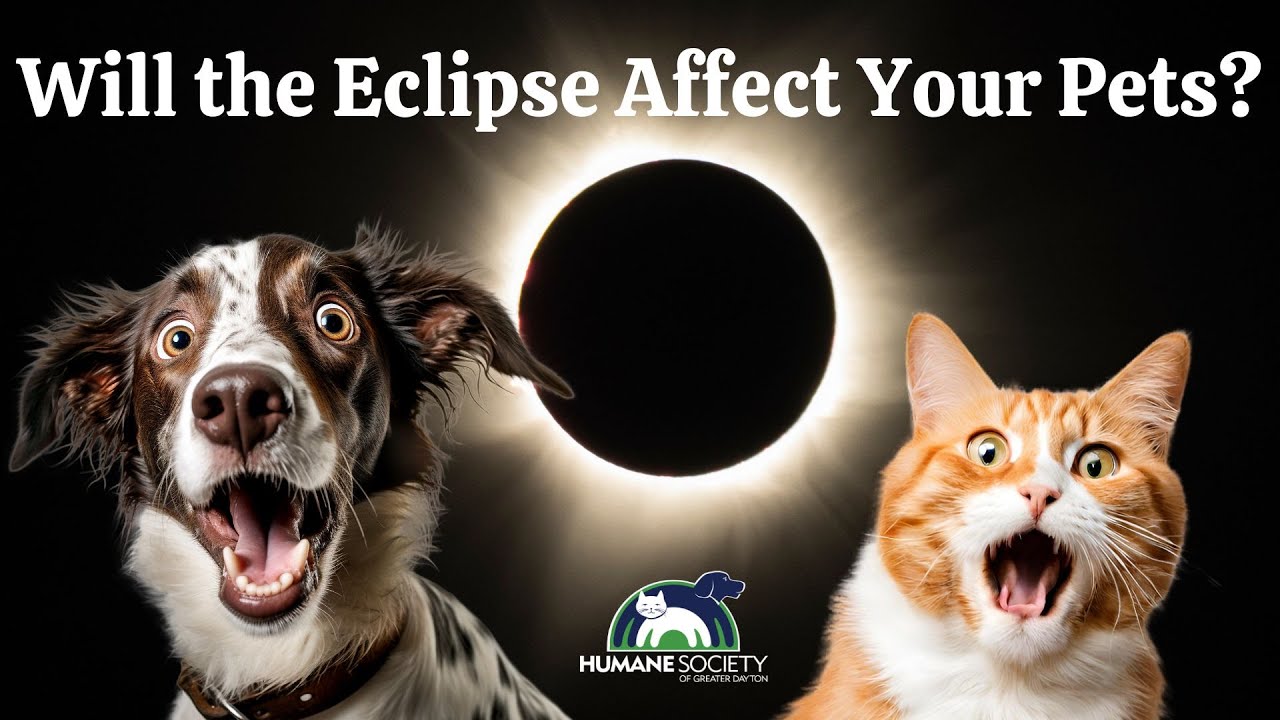 Will the Solar Eclipse Affect Your Pets? | Expert Advice from Dr. Staab ...