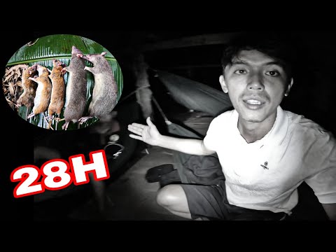 Chúng Nó Đã Ở Đây??? 28H Sống Trên Đỉnh Núi | Săn Tìm Thức Ăn Và Ngủ Qua Đêm