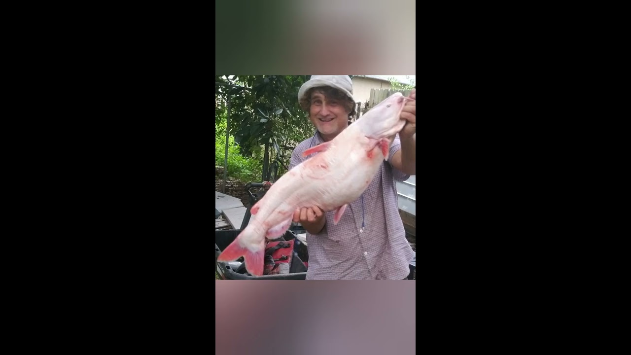 Extremely rare 25lb. Albino Blue Catfish caught in New Oleans - YouTube