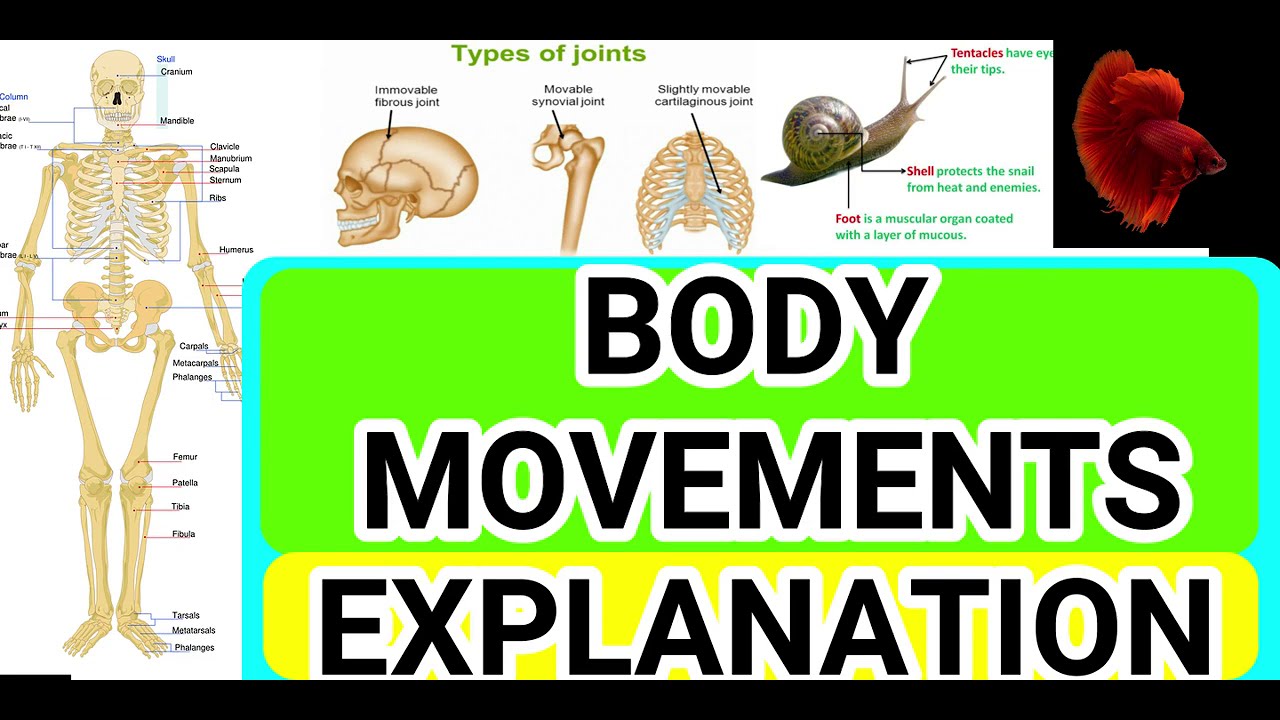 CLASS 6 SCIENCE CHAPTER 8 BODY MOVEMENTS EXPLANATION PART 2 - YouTube