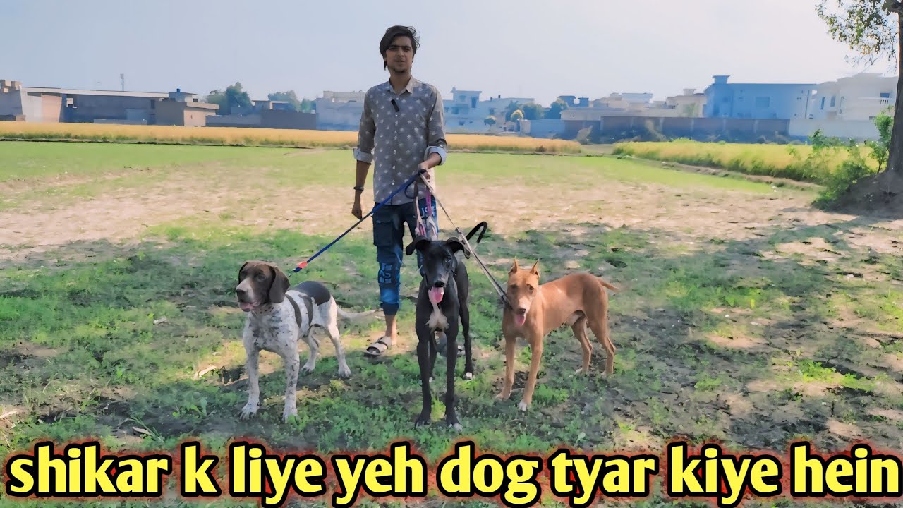 shikar ka season qreeb a gya hai || shikari dogs ko training dena shru ...