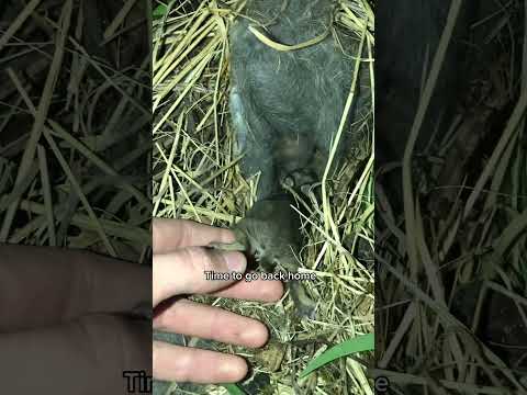 Baby Bunny Rescue!
