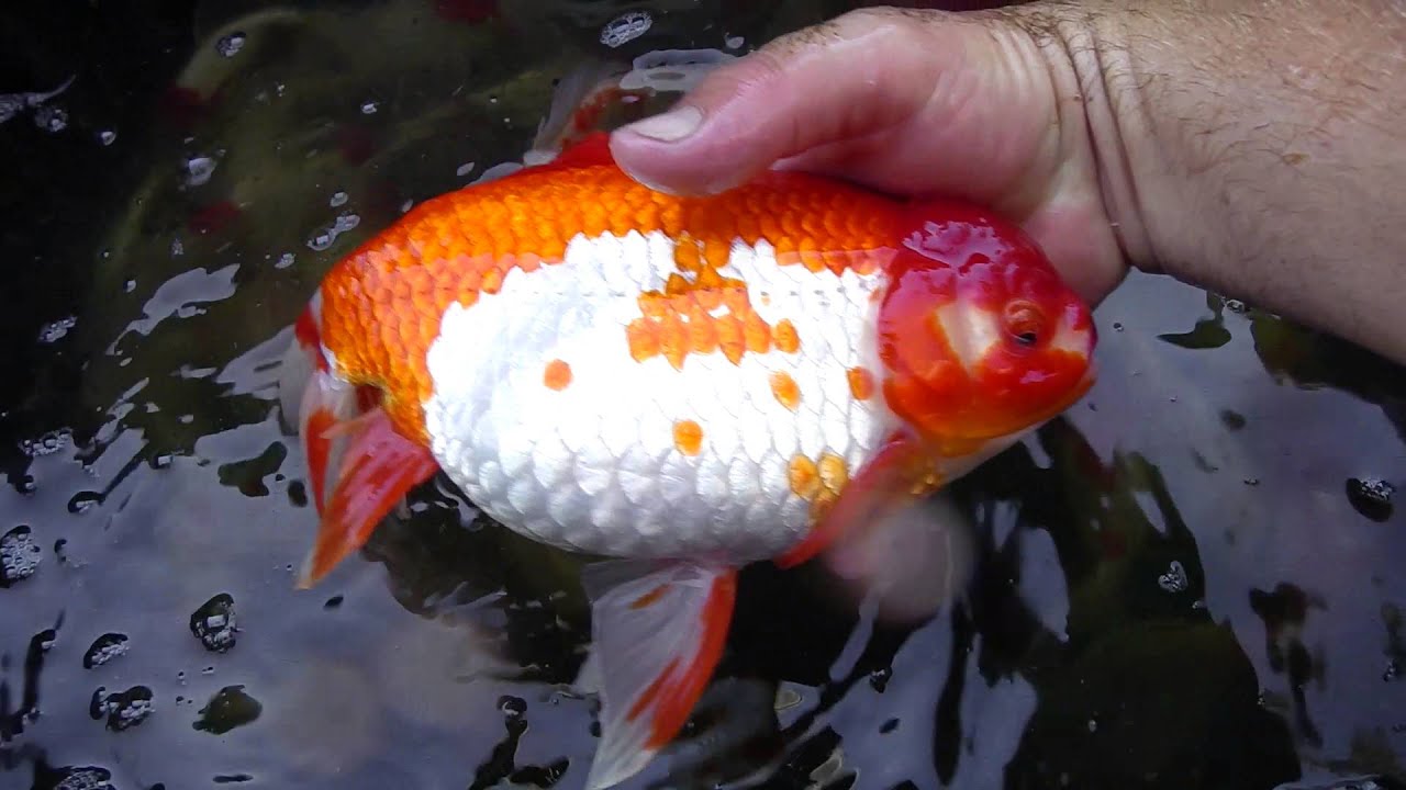 red cap fantail - YouTube