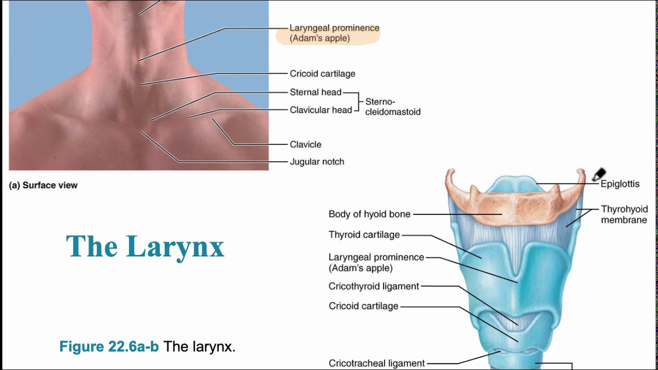 Laryngeal Prominence