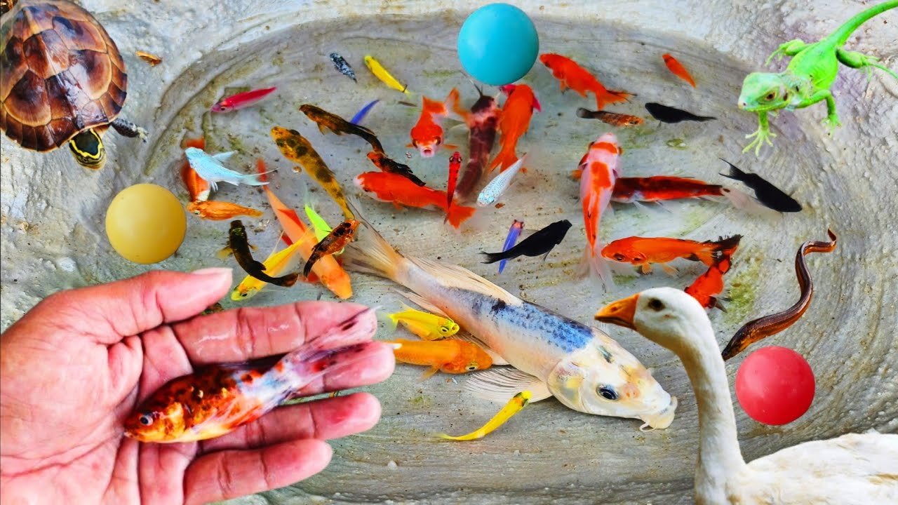 Catch Real Fish, Colorful Ornamental Fish, Glofish, Molly Fish, Catfish ...