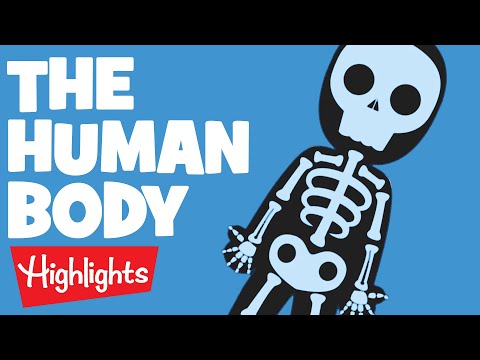 THE HUMAN BODY | Laugh, Learn and Play | 2020 Compilation | Highlights ...