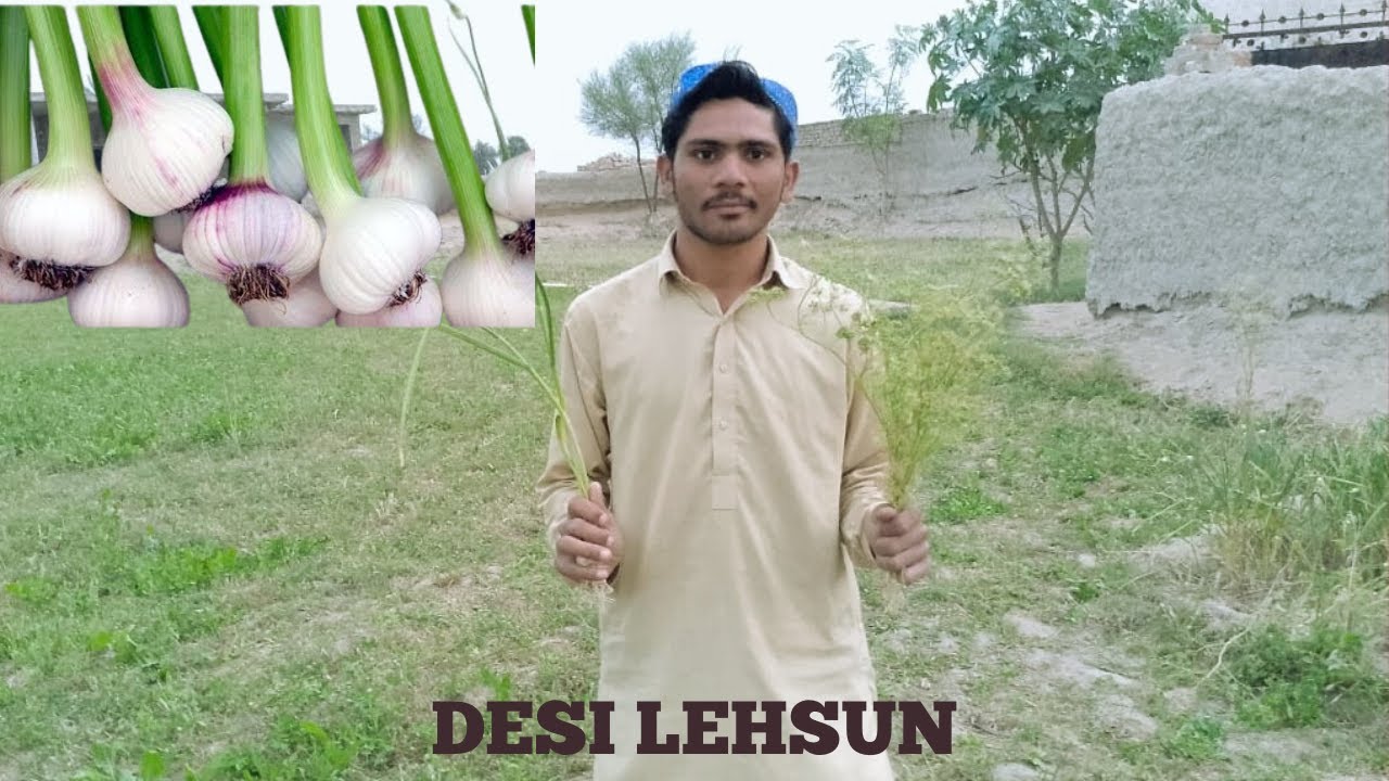Green onion kaise Ugai | How to Grow Green Garlic and onion - YouTube