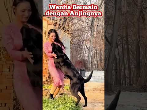 wanita ini bermain bersama anjing peliharaannya #trending #anjing #trendingshorts #peliharaan