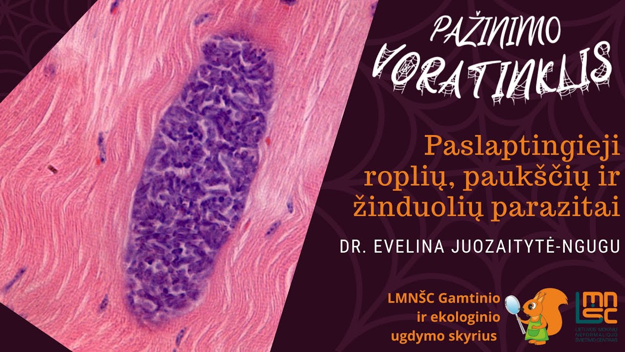 Pažinimo voratinklis: Paslaptingieji gyvūnų parazitai (Evelina ...