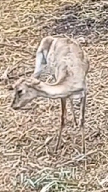 "Blackbuck" scratching ear #shorts #zoo #blackbuck #antelope - YouTube