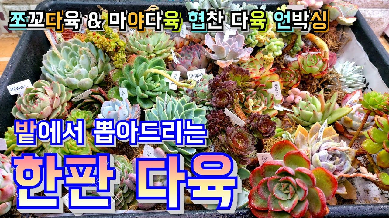 쪼꼬다육 And마야다육의 한판 다육 밭에서 뽑아서 한 판 채워드려요 밭에 흙갈이하느라 다육이 뽑아요~ 한판에 무슨 다육