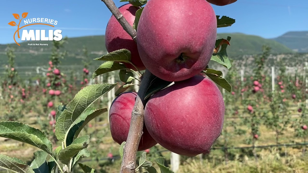 Red Velox | Apple cultivation - YouTube